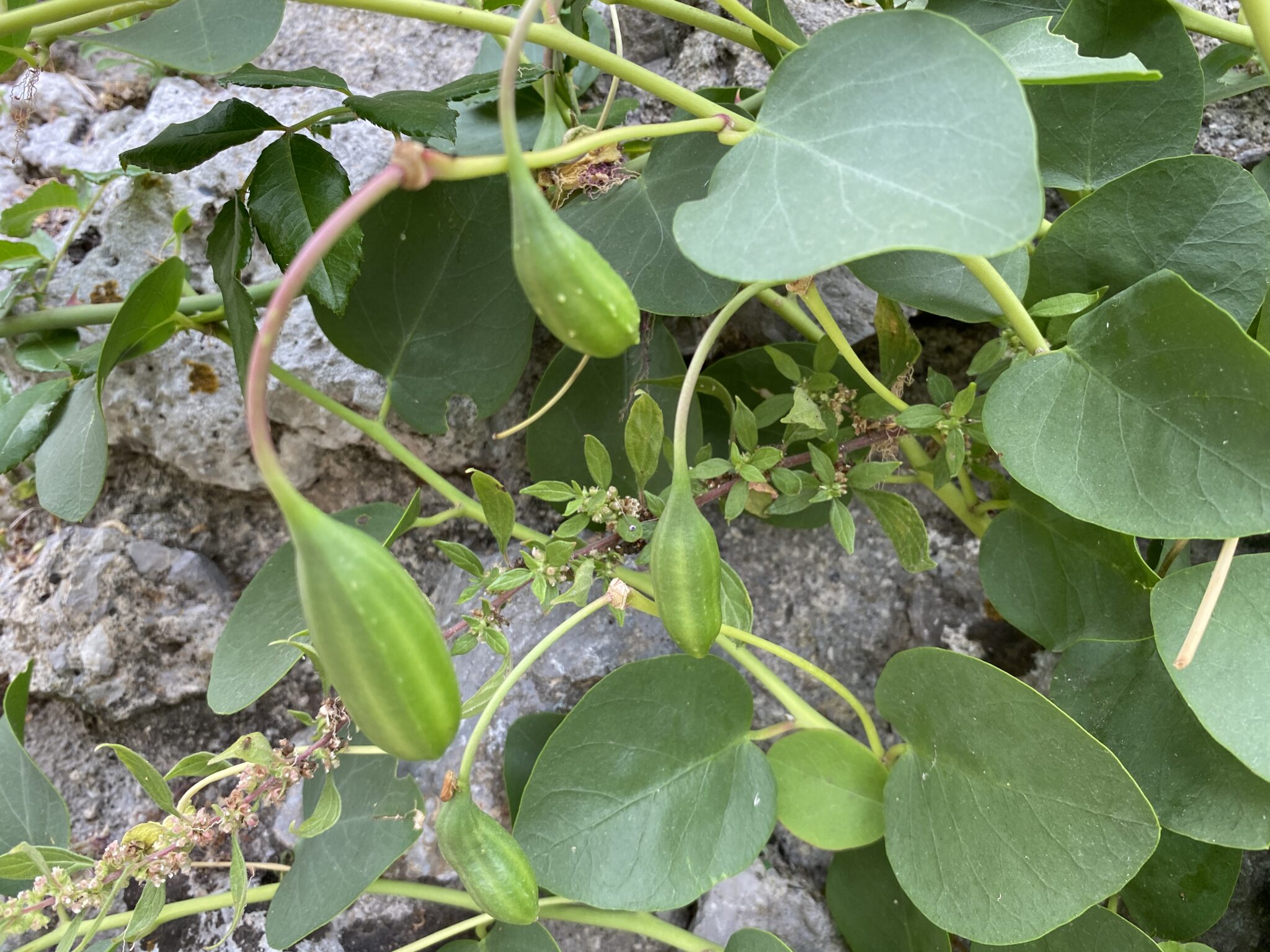 Kapern - Herkunft, Geschmack, Rezepte und Verarbeitung