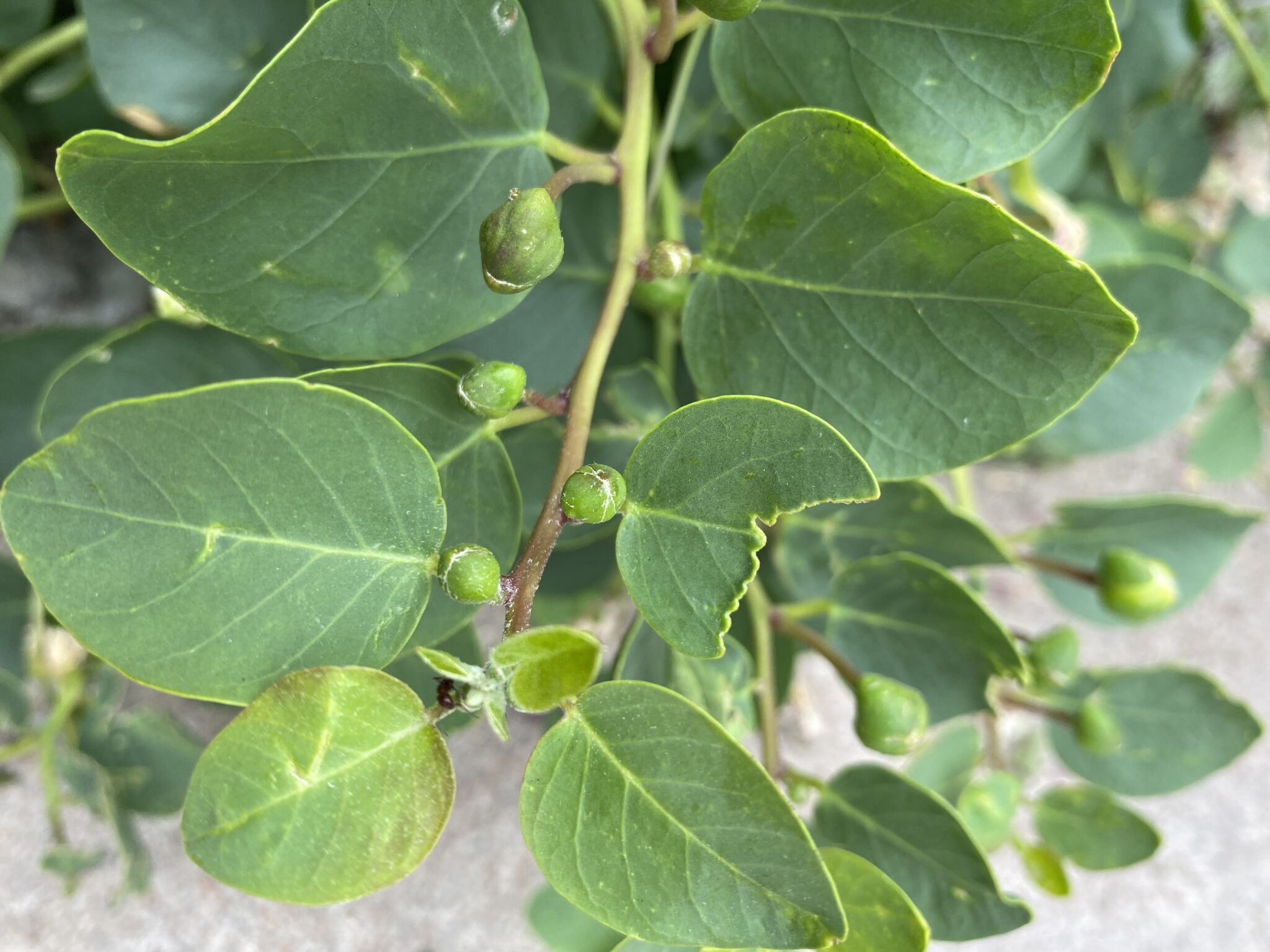 Kapern - Herkunft, Geschmack, Rezepte und Verarbeitung